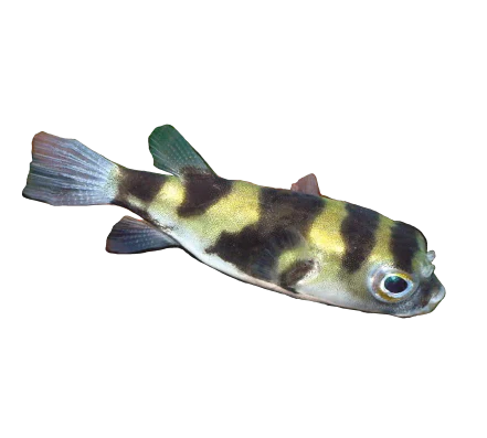 Puffer Fish - Freshwater Pea Puffers - Amazon Puffer Fish