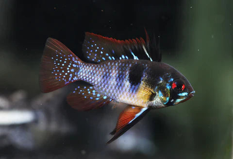 Ram Fish For Sale - Electric Blue Ram Fish - German Blue Ram