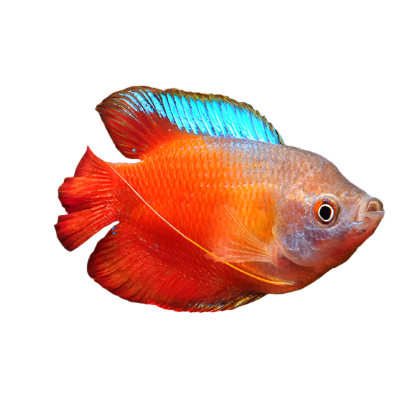 Gourami Fish For Sale - Honey Gourami Fish - Neon Dwarf Gouramis