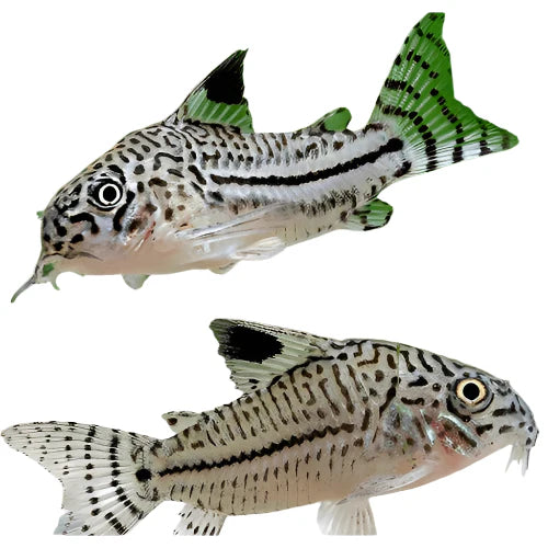 Corydora Fish - Leopard Cory Fish - Pygmy Cory Fish - Pet Essentials