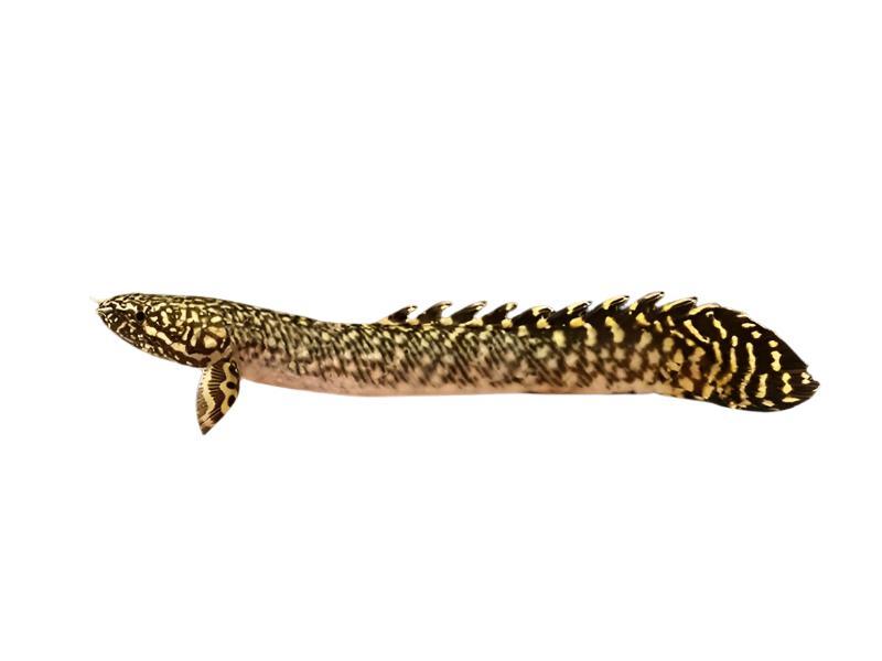 Bichir - Senegal Bichir Fish - Ornate Bichir - Pet Essentials