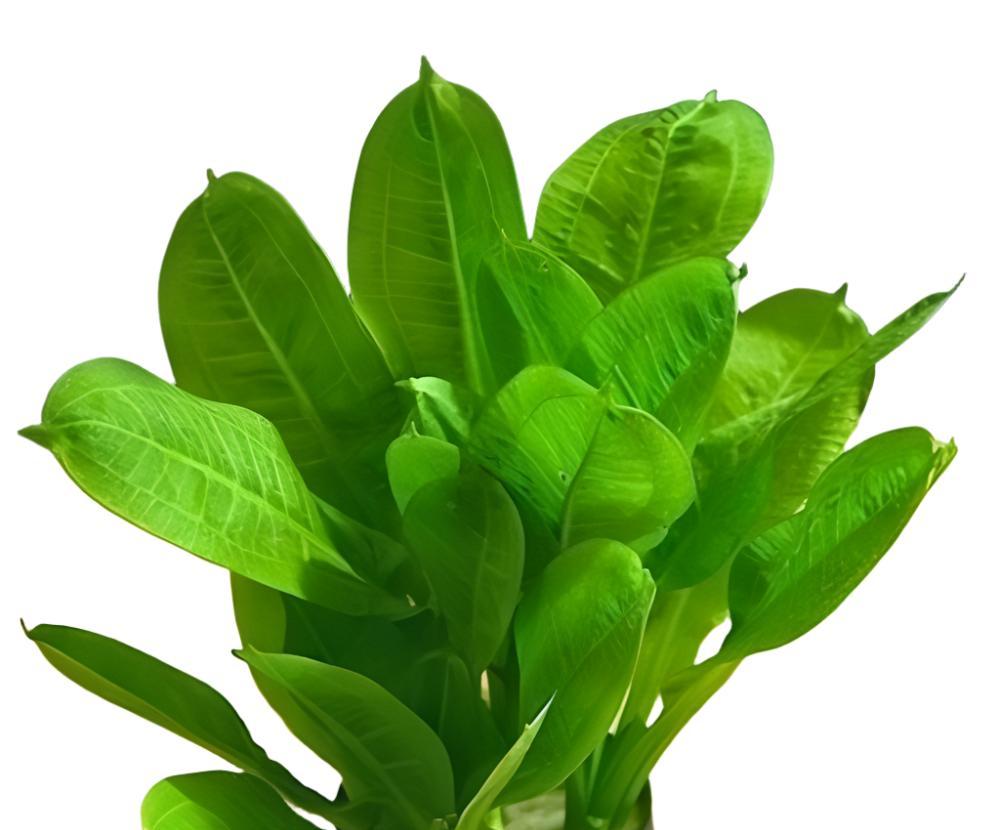 Aquarium Sword Plants - Red Rose Sword Plant - Tropical Sword Plants