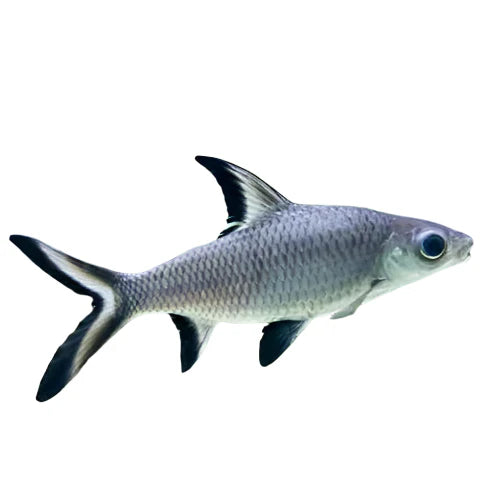 Tropical Shark Fish - Silver Freshwater - Black Shark - Redtail Shark