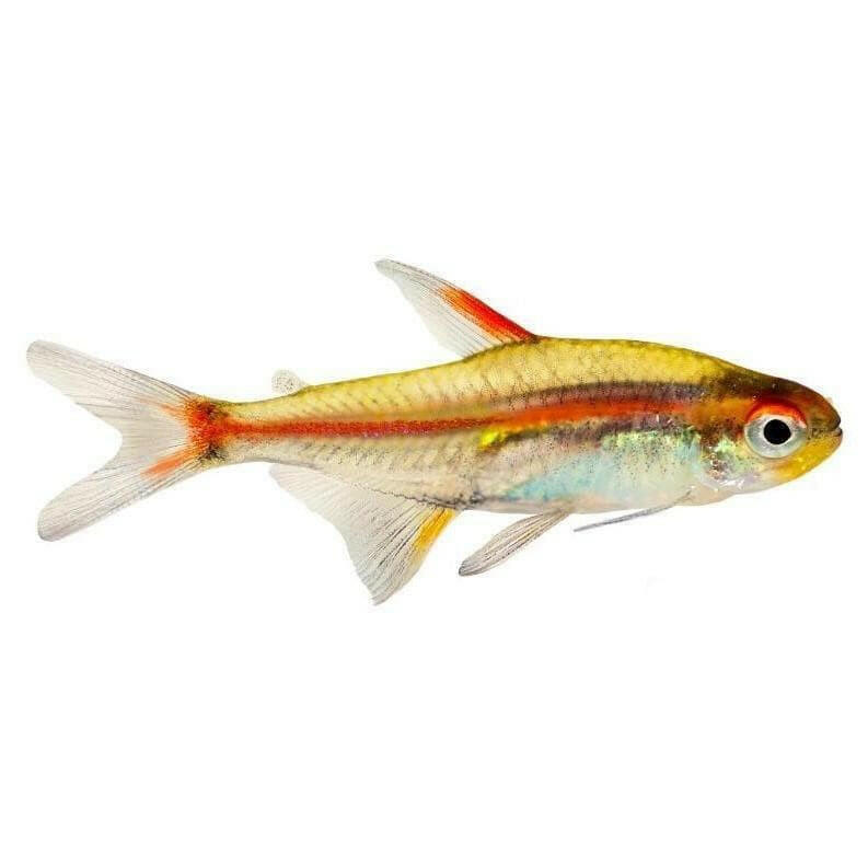 Buy Live Fish Online NZ - Shop Tropical Fish - Pet Essentials Warehouse