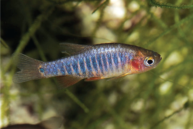 Emerald Dwarf Rasbora - Tropical Fish - Pet Essentials Warehouse