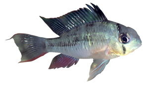 Bolivian Butterfly Ram - Live Fish - Pet Essentials Warehouse