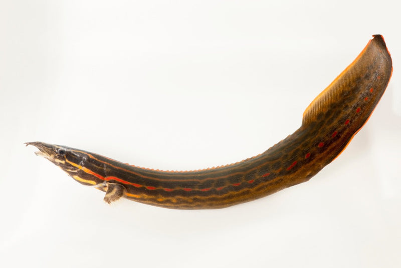 Fire Eel - Live Tropical Fish Supplies - Pet Essentials Warehouse