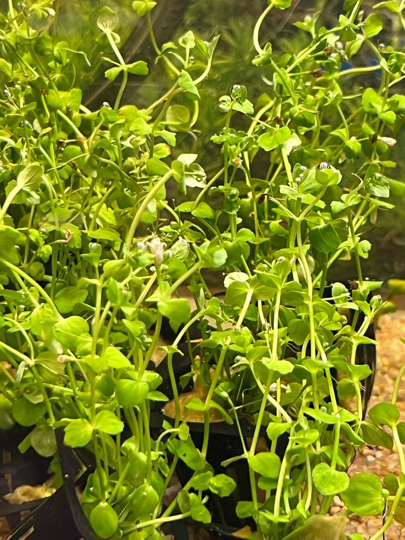 Lindernia Rotundifolia - Tropical Aquatic Plants - Pet Essentials Warehouse