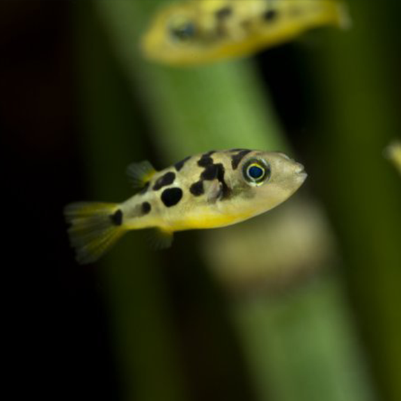 Puffer Fish - Freshwater Pea Puffers - Amazon Puffer Fish