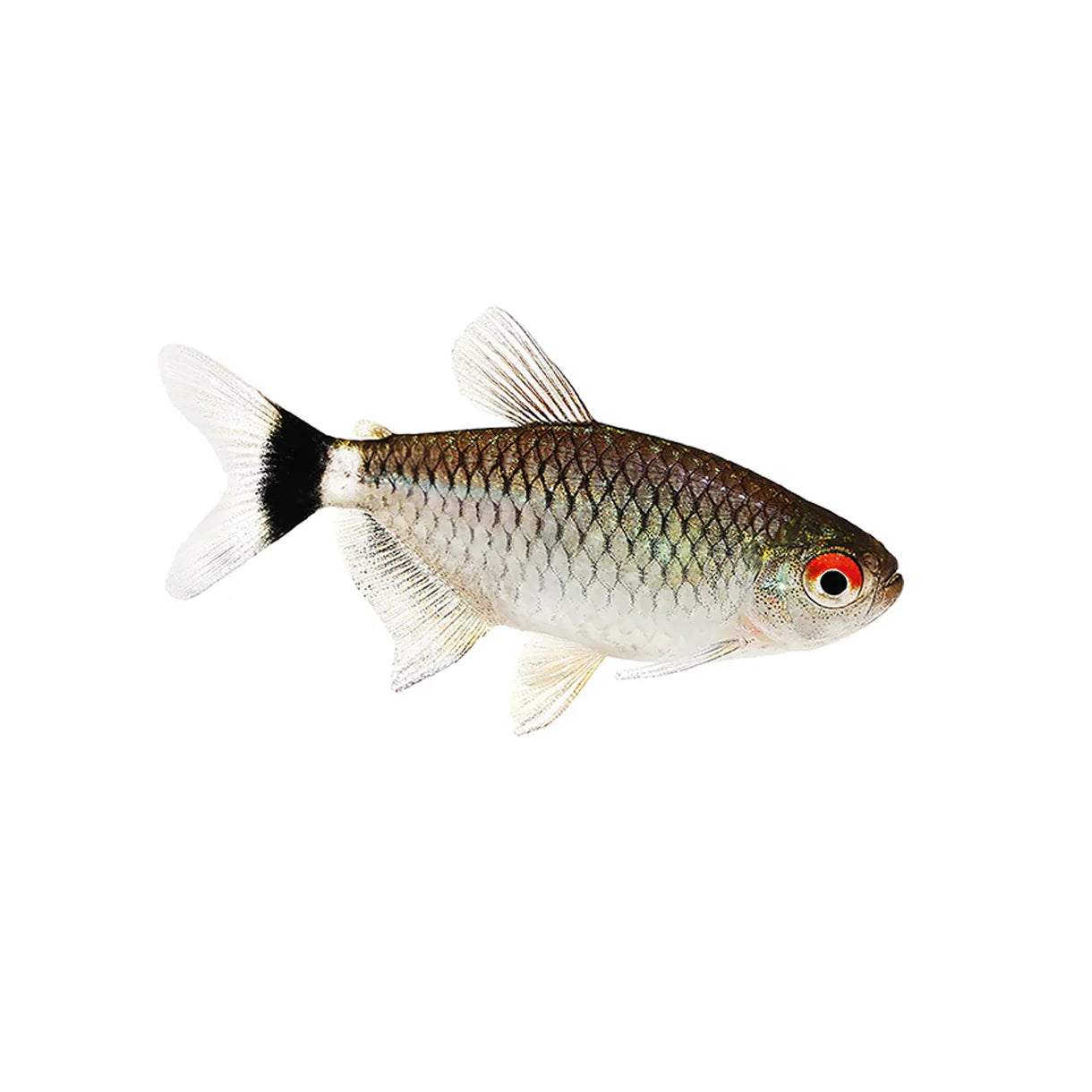 Red Eye Tetra - Tropical Fish For Sale