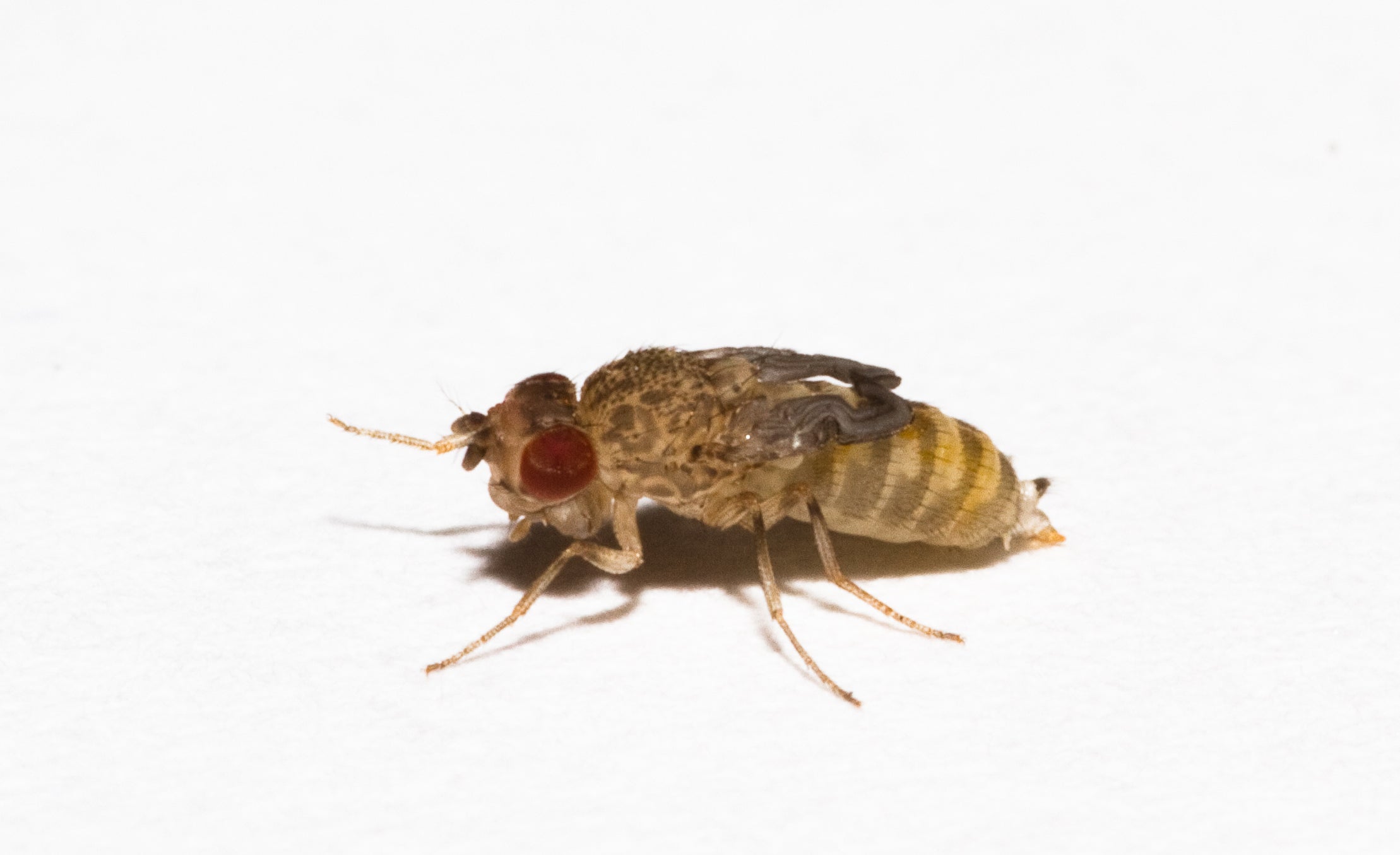 Wingless Fruit Flies Live Food - Live Food - Biosuppliers