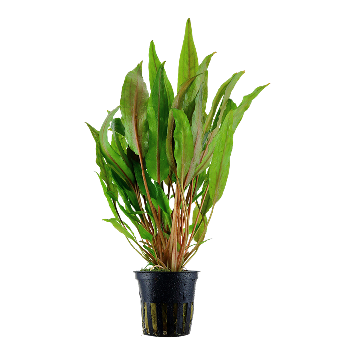 Crypt Undulata - Tropical Aquatic Plants - Pet Essentials Warehouse