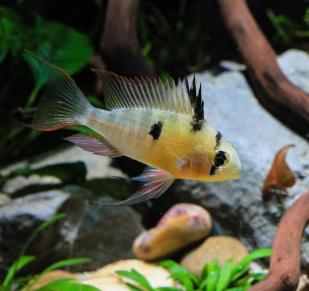 Bolivian Butterfly Ram - Live Fish - Pet Essentials Warehouse