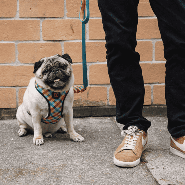 Zee.Dog Lead Phantom - Patterned Dog Leads - Pet Essentials Napier